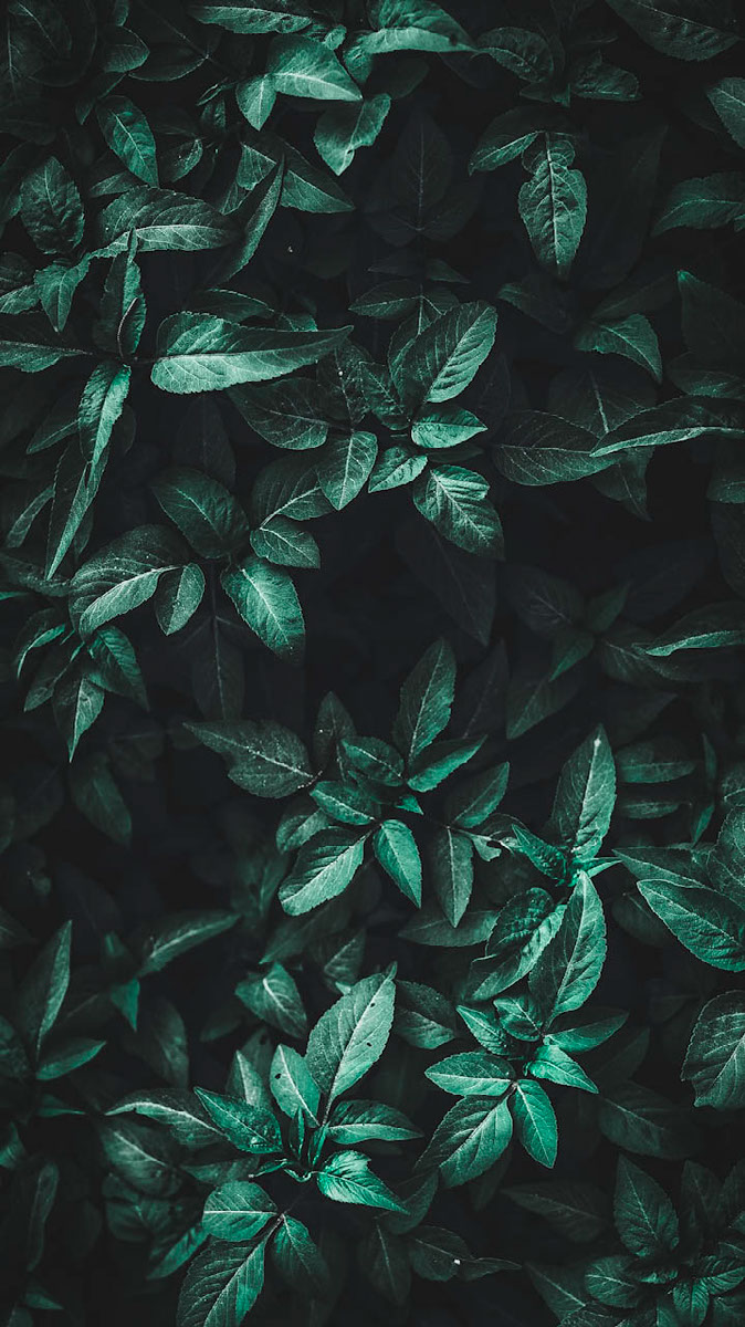 moody Green | Edit | Photoshop Lightroom