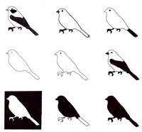 Bird transformations :: Behance