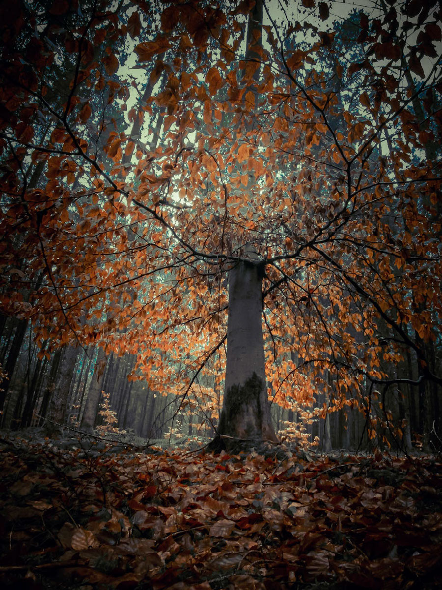 Wald | Edit | Photoshop Lightroom