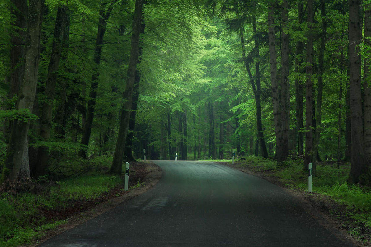 Misty forest | Edit | Photoshop Lightroom