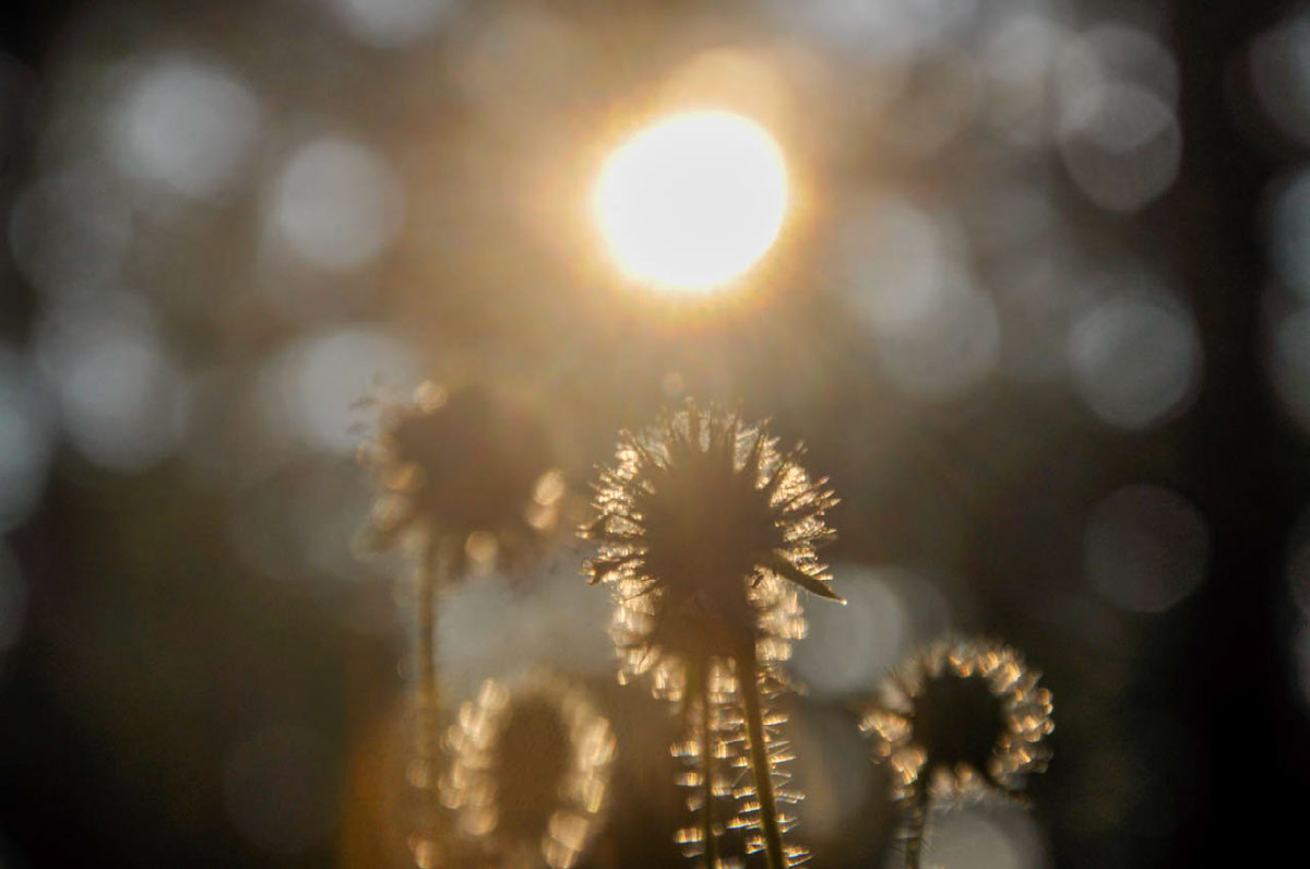 Sun in the Background | Edit | Photoshop Lightroom