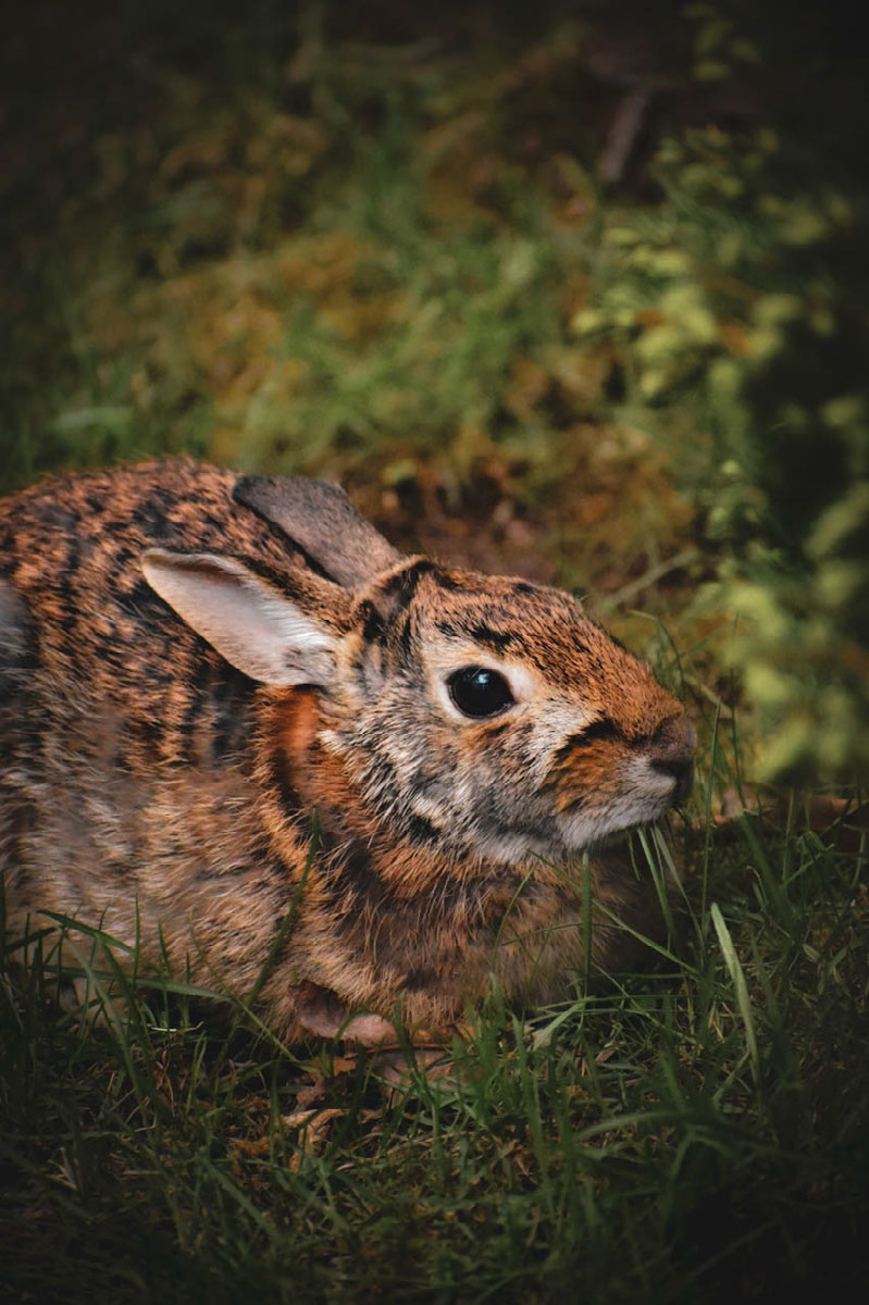 Rabbit | Edit | Photoshop Lightroom