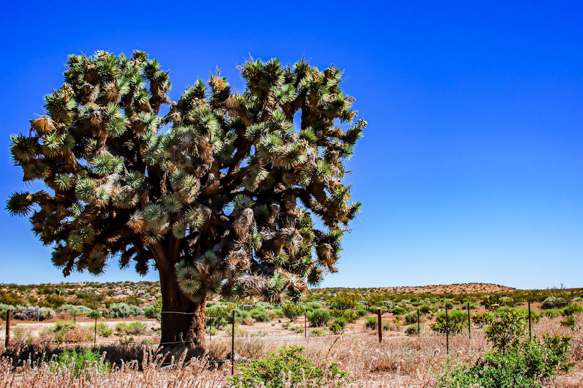 Great Joshua Tree at Mojave Desert | Edit | Photoshop Lightroom