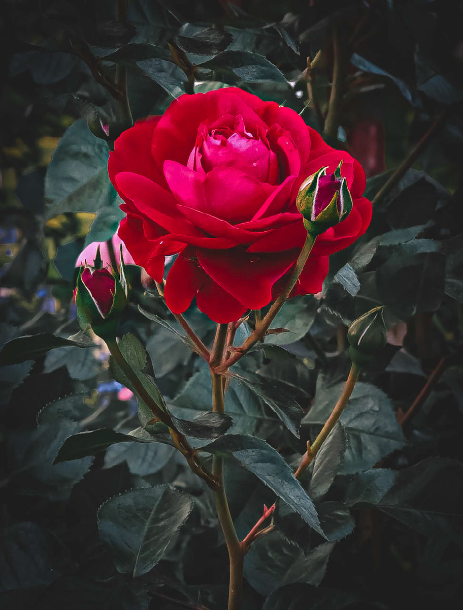 Roses | Edit | Photoshop Lightroom