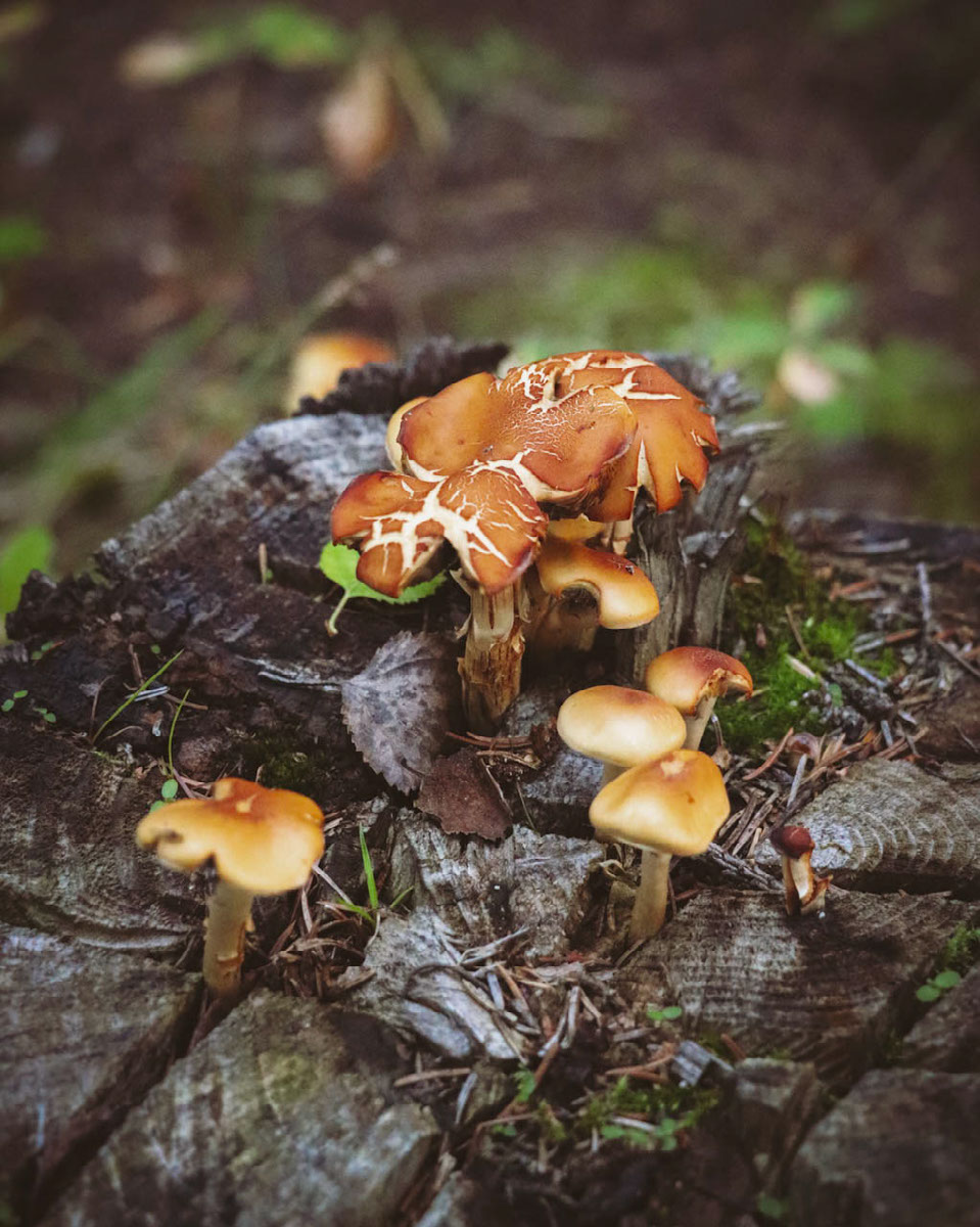 Mushrooms | Edit | Photoshop Lightroom