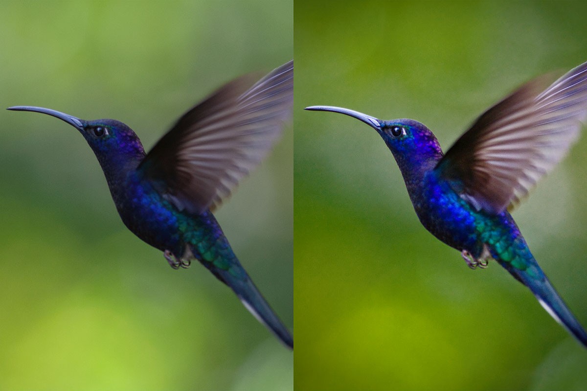 Crop Tightly & Tweak Colors in Hummingbird Images | Tutorial | Adobe ...