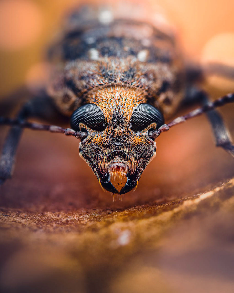 Phloeobius | Edit | Photoshop Lightroom