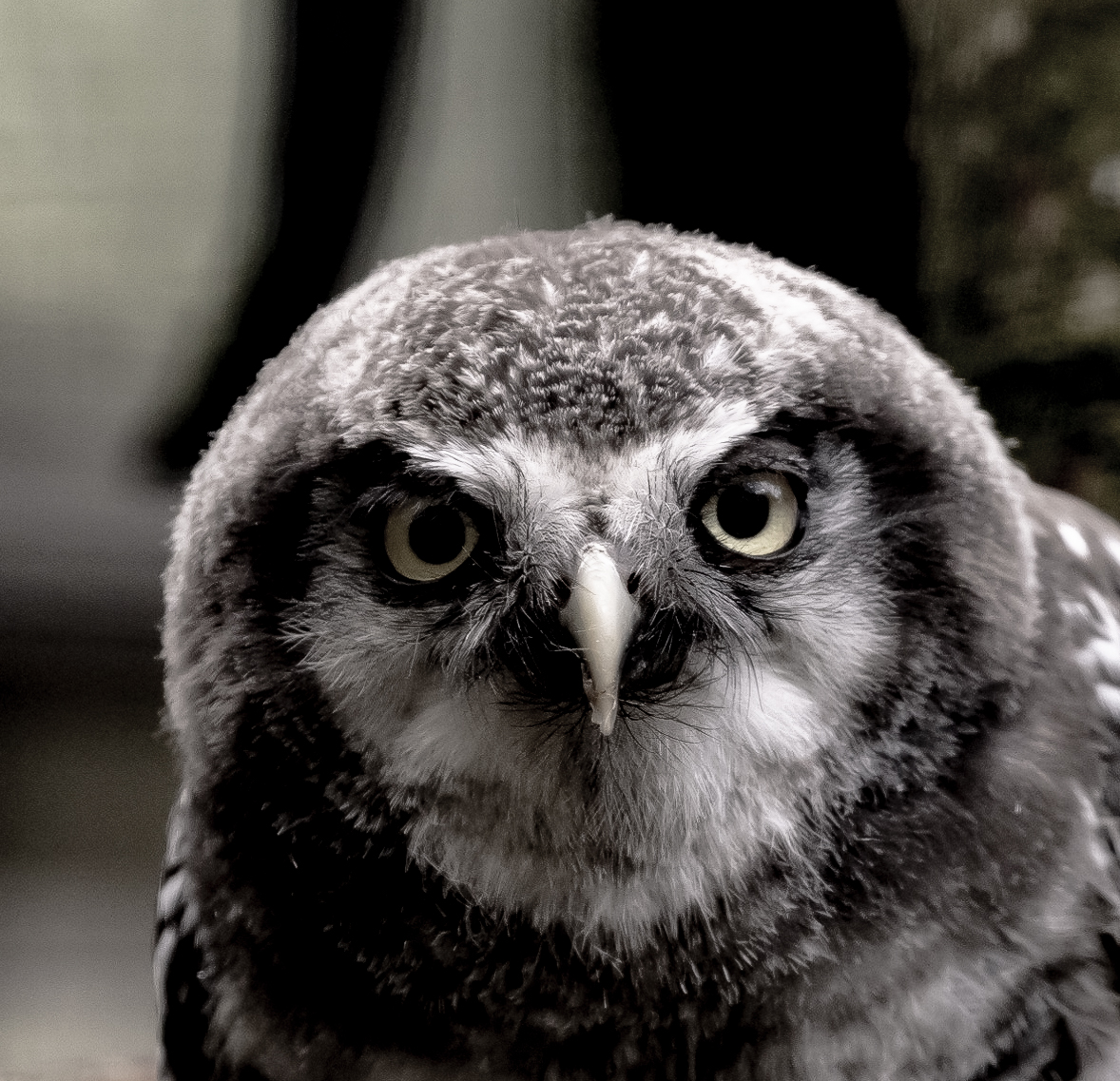 Bird Portrait 1 | Remix | Photoshop Lightroom