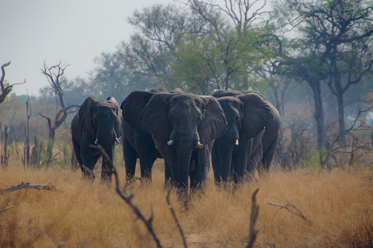 Elephant Formation | Remix | Photoshop Lightroom