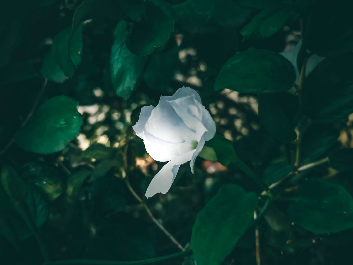 White flower in cool midst! | Edit | Photoshop Lightroom