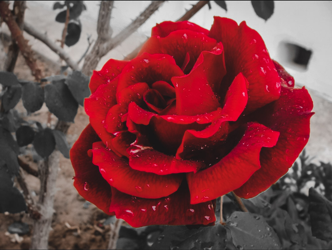Rose | Edit | Photoshop Lightroom