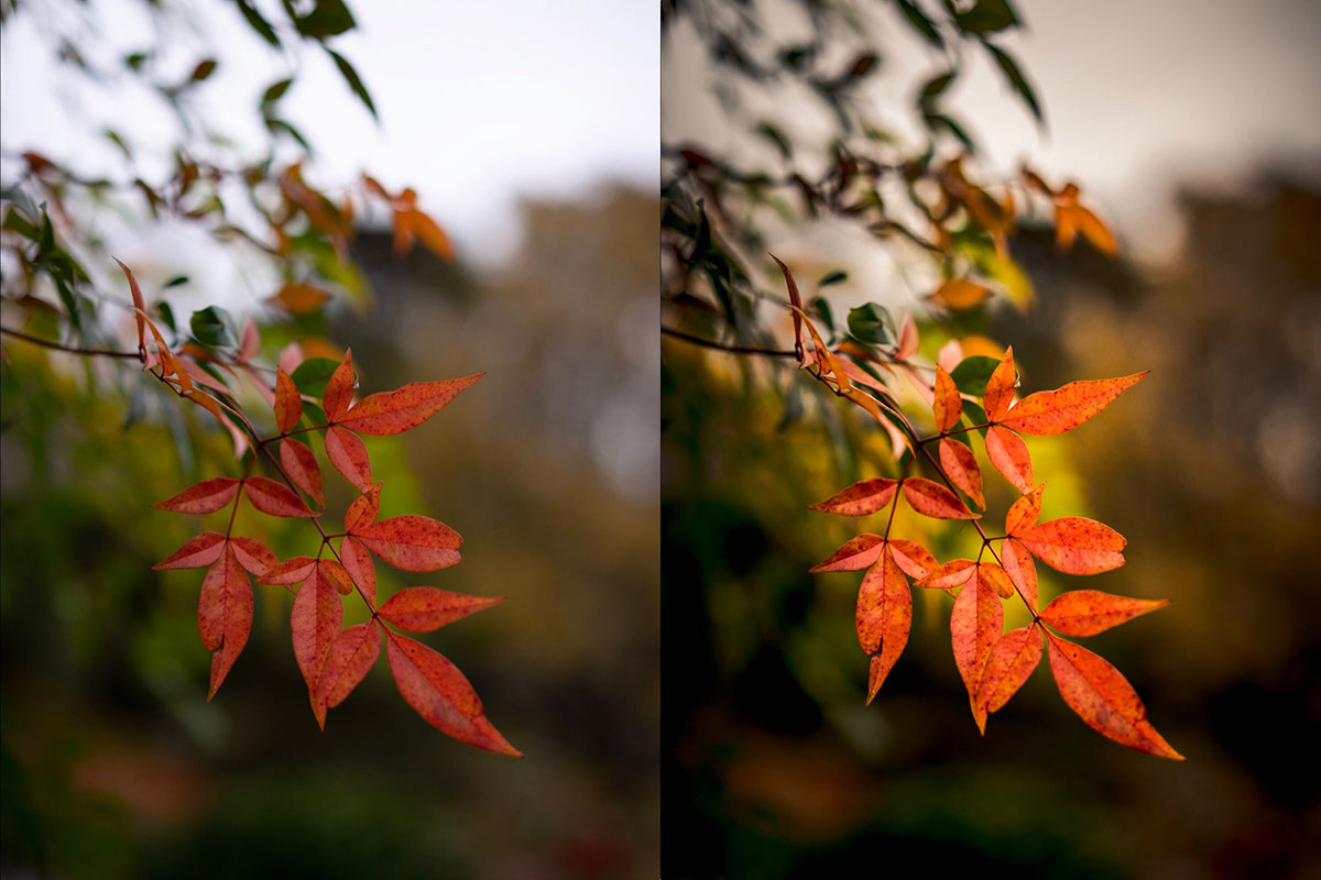 Adding Vibrancy to Nature | Tutorial | Photoshop Lightroom