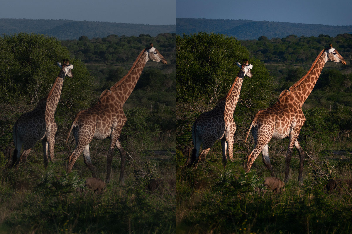 Exaggerate Color and Tone to Make the Subject Stand out! | Tutorial ...