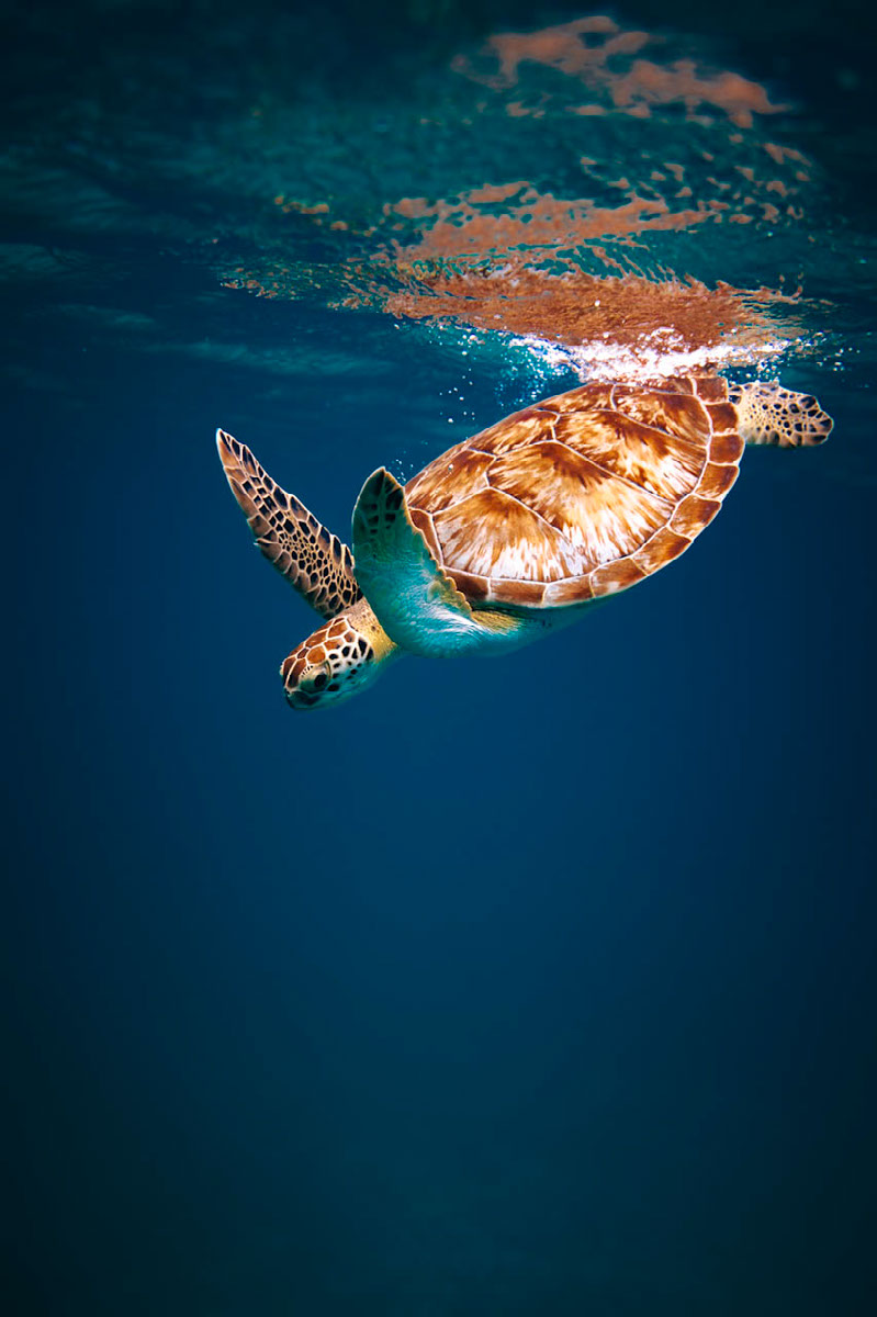 Aruban Green Sea Turtle | Edit | Photoshop Lightroom