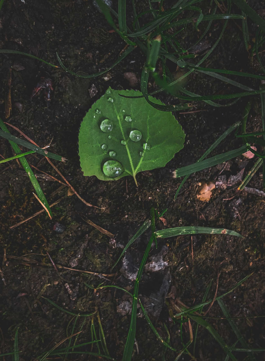 Leaf waterdrops | Edit | Photoshop Lightroom