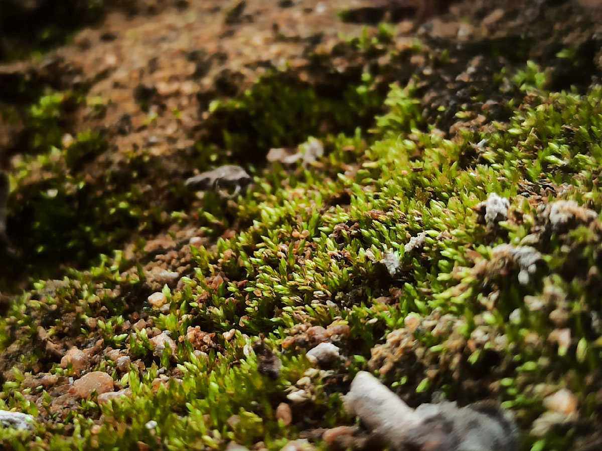 Water weed | Edit | Photoshop Lightroom