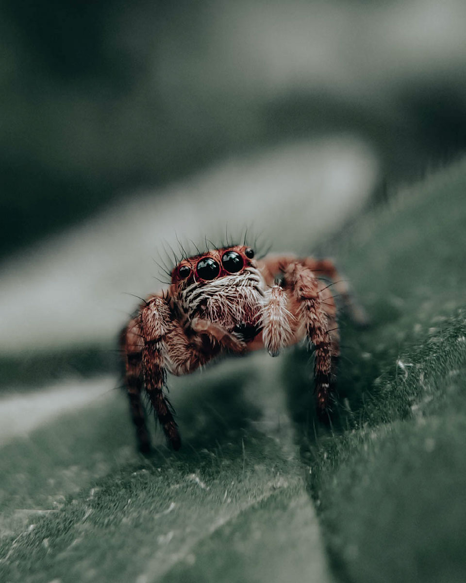 Little Spider | Edit | Photoshop Lightroom