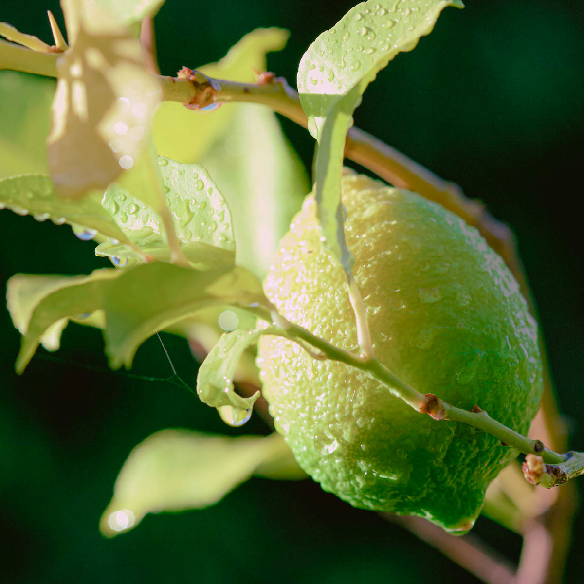 Lemon | Edit | Photoshop Lightroom