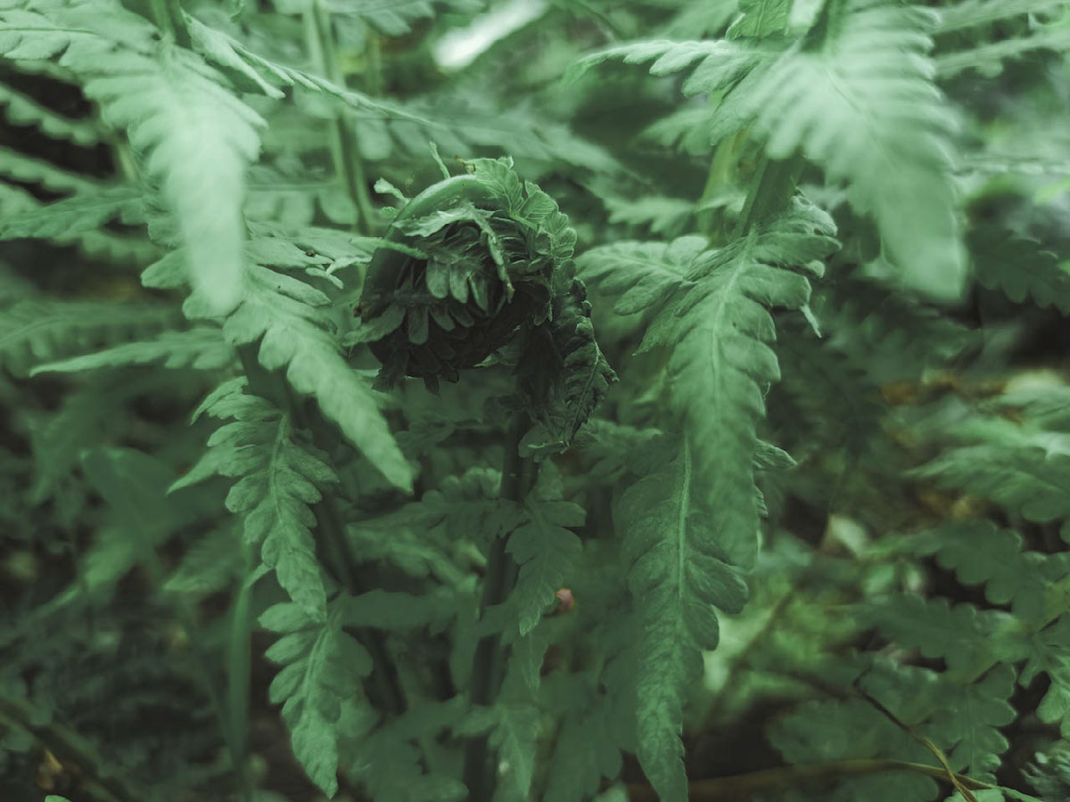 Fern leaves | Edit | Photoshop Lightroom
