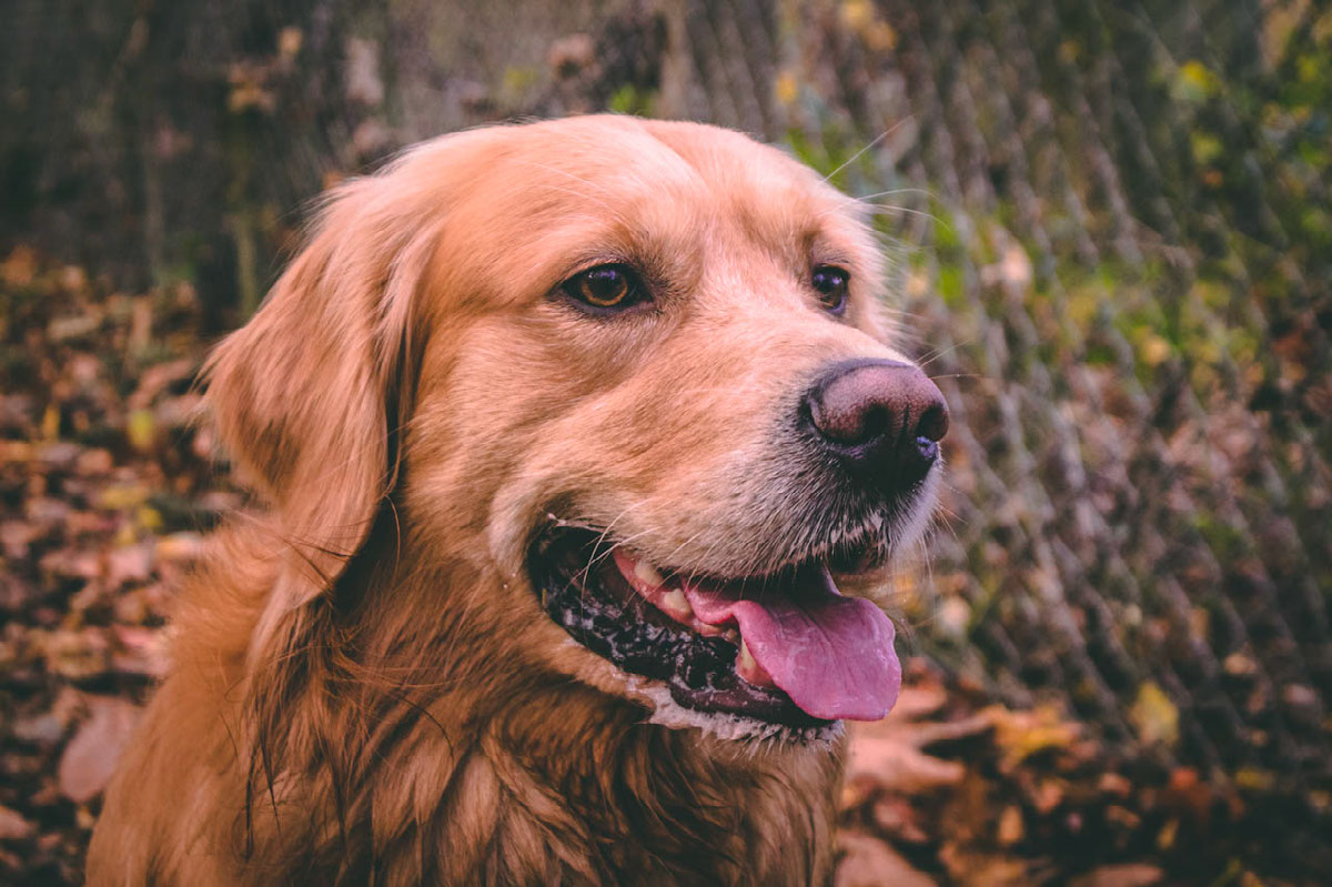 Loki | Edit | Photoshop Lightroom
