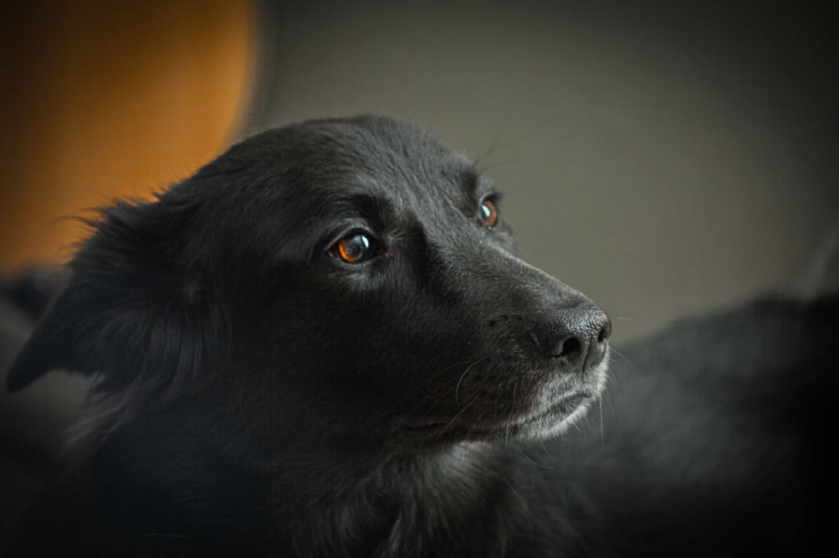 My Goofy Dingo | Edit | Photoshop Lightroom