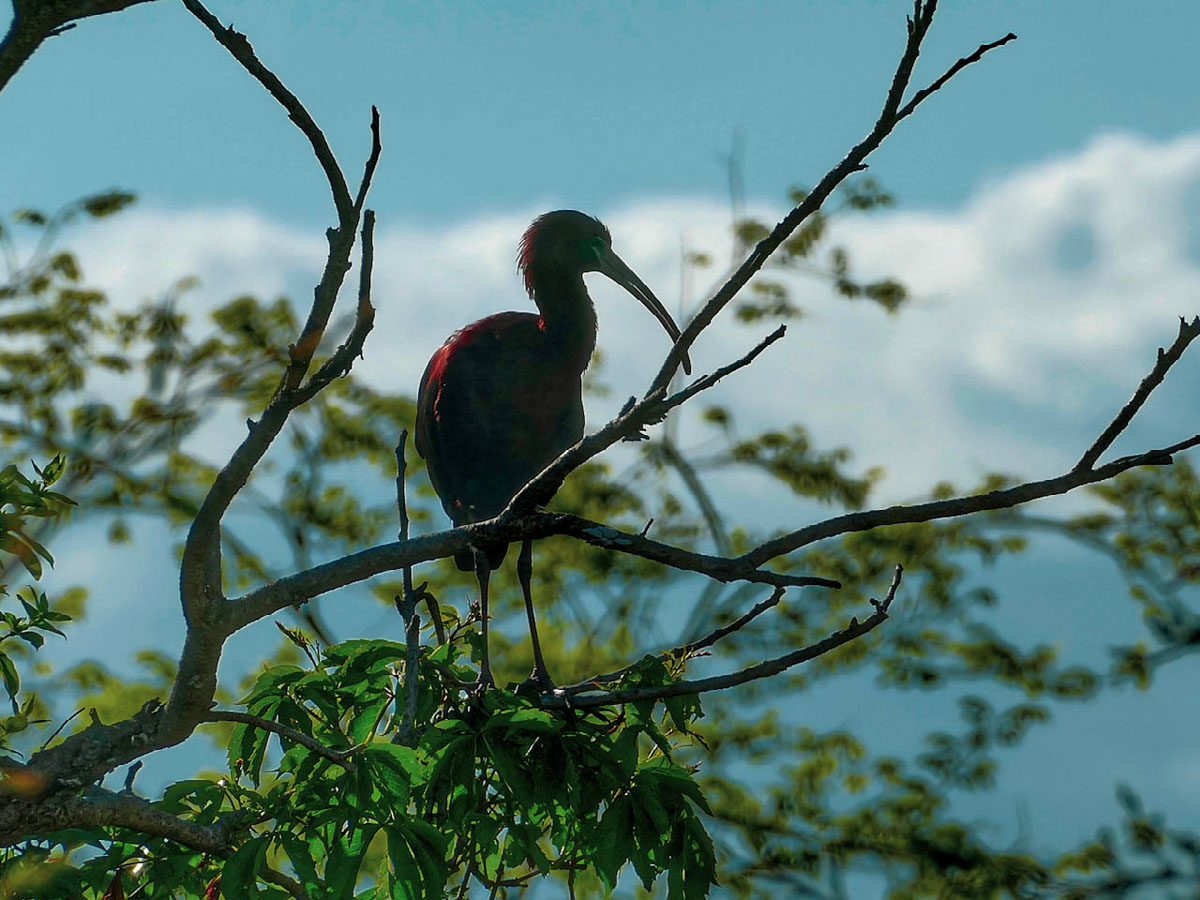 Ibis | Edit | Photoshop Lightroom