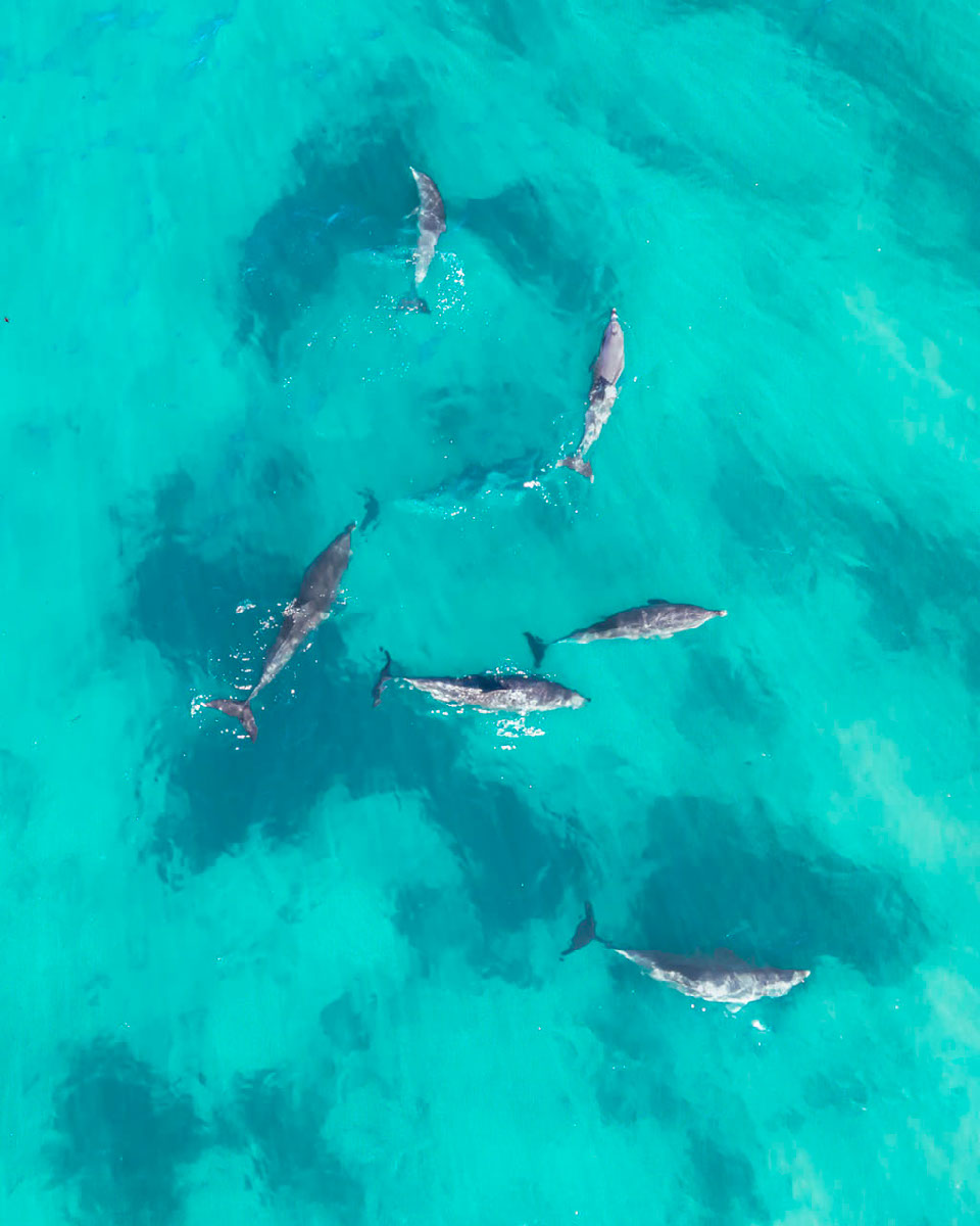 Dolphin day | Edit | Photoshop Lightroom