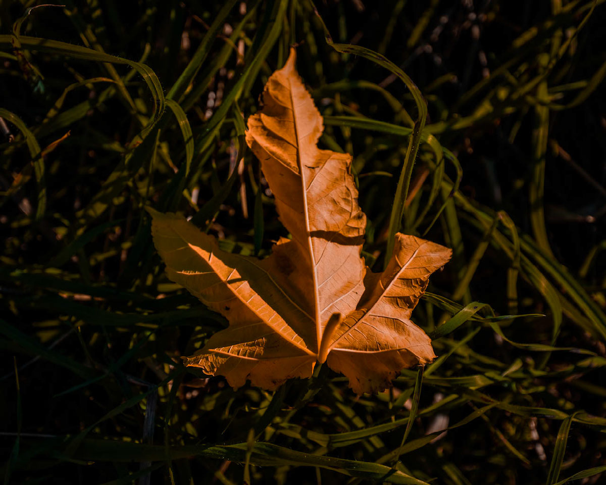 Leaf | Edit | Photoshop Lightroom