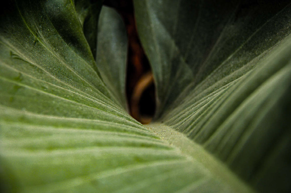 Close up Plant With Texture | Edit | Photoshop Lightroom