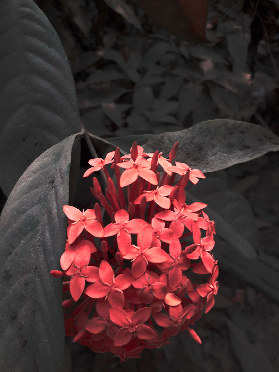 spring | Edit | Photoshop Lightroom