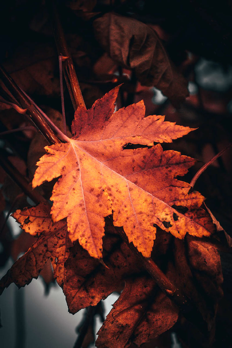 Maple Leaf | Edit | Photoshop Lightroom