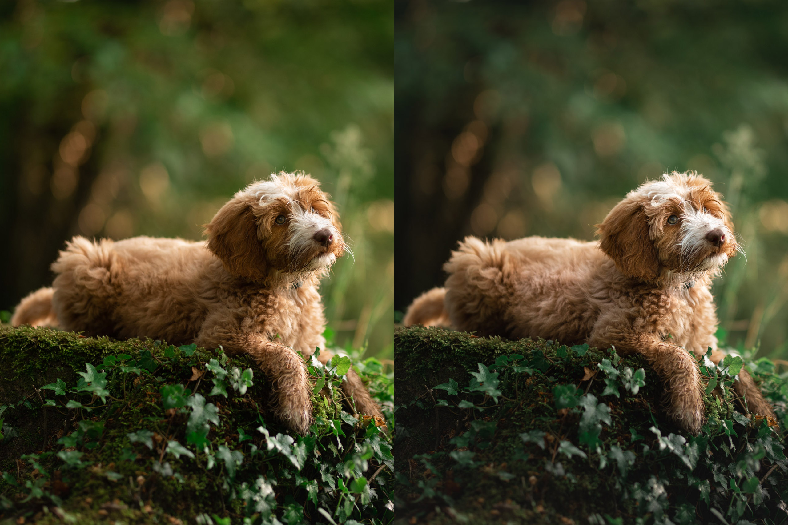 Masking to Enhance Detail in Backlit Portraits | Tutorial | Adobe Lightroom