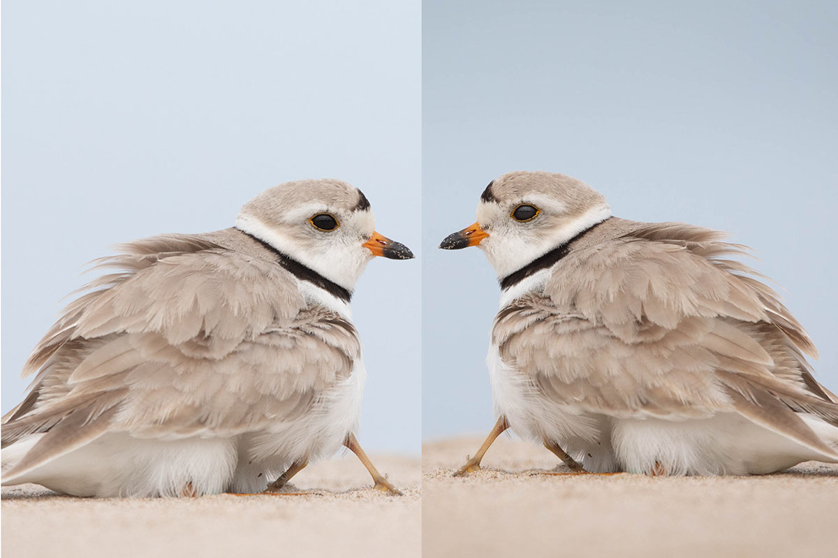 Draw the Viewer's Eye to the Subject | Tutorial | Adobe Lightroom