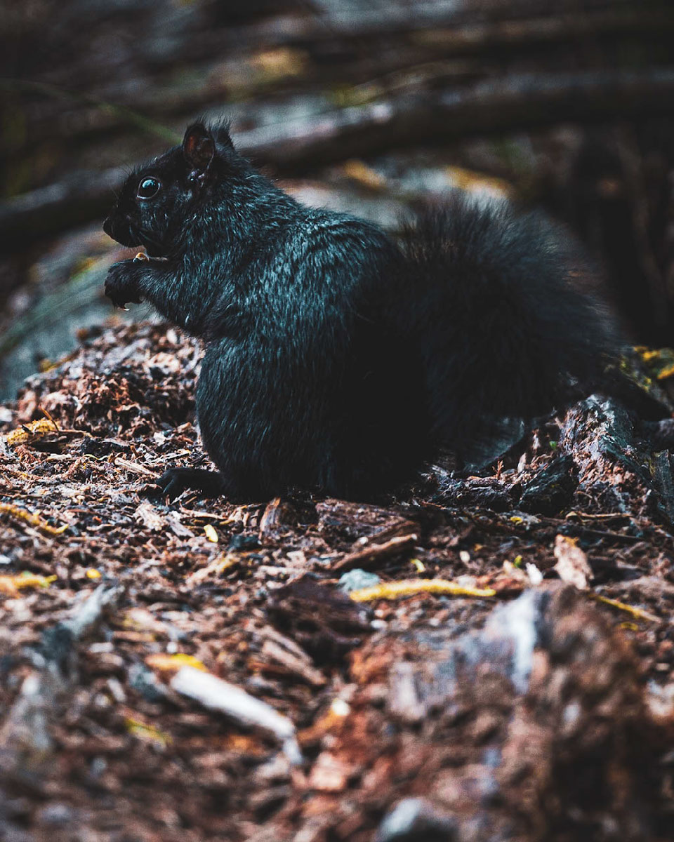 Black Squirrel | Edit | Photoshop Lightroom