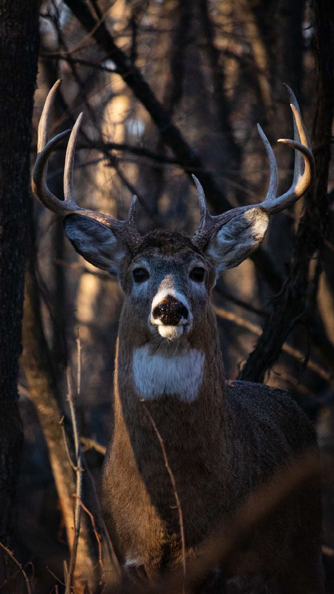 Whitetail Buck