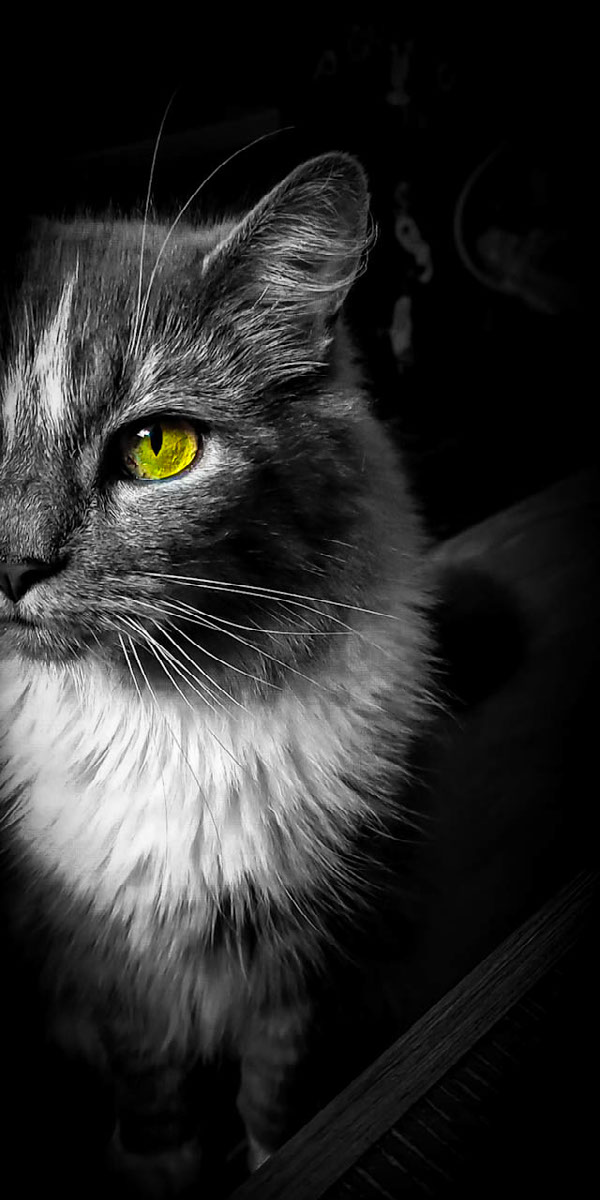 Cat | Edit | Photoshop Lightroom