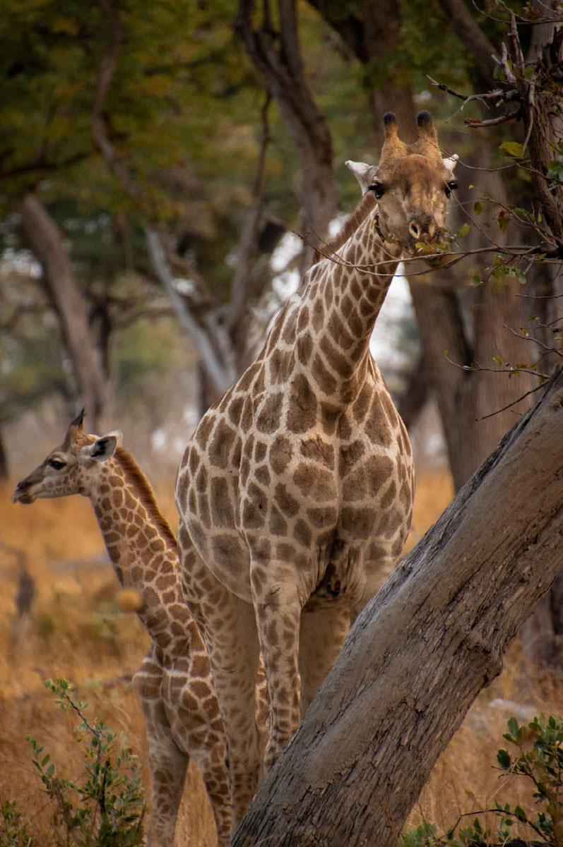 Peeking Giraffe | Edit | Photoshop Lightroom