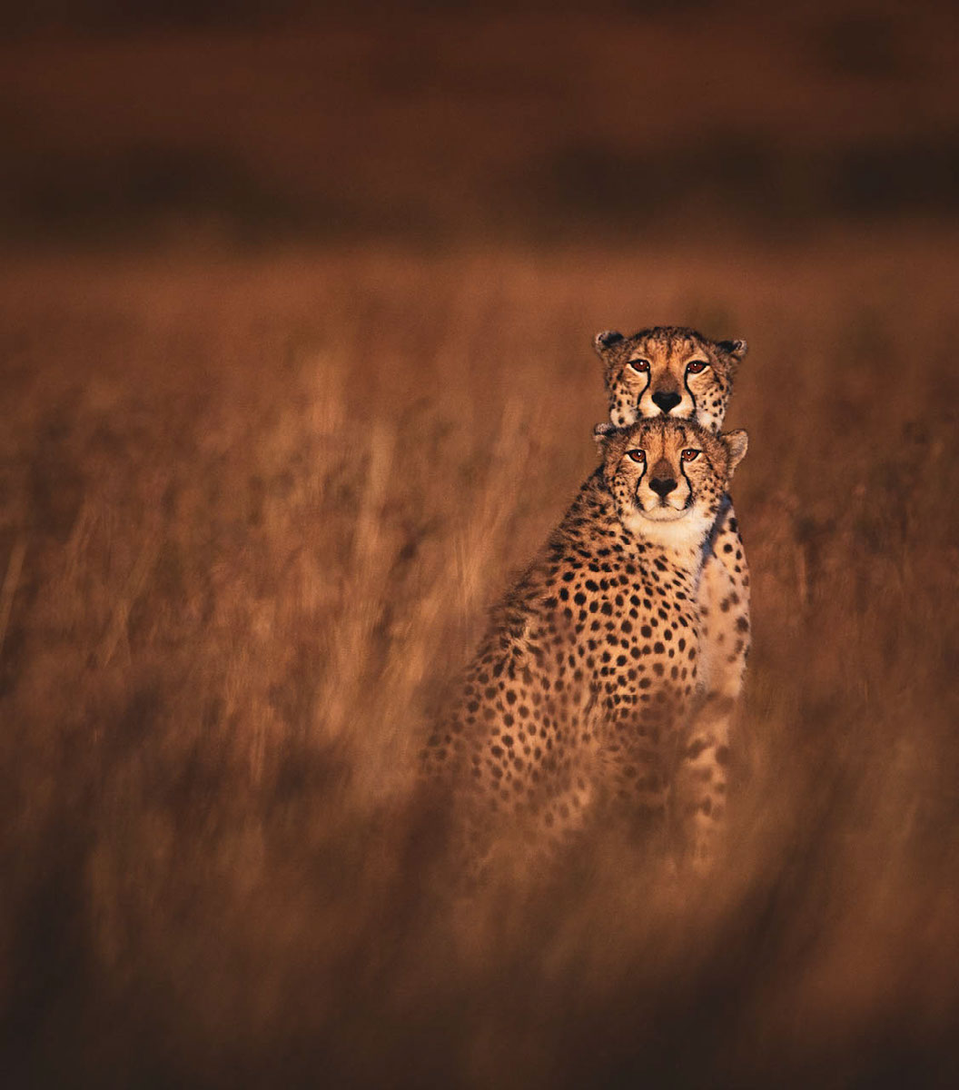 Cheetah | Edit | Photoshop Lightroom