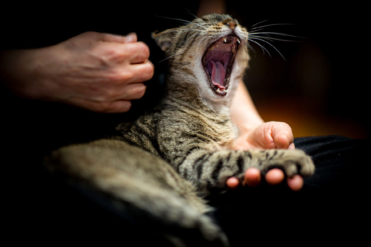 Cat Maw | Edit | Photoshop Lightroom