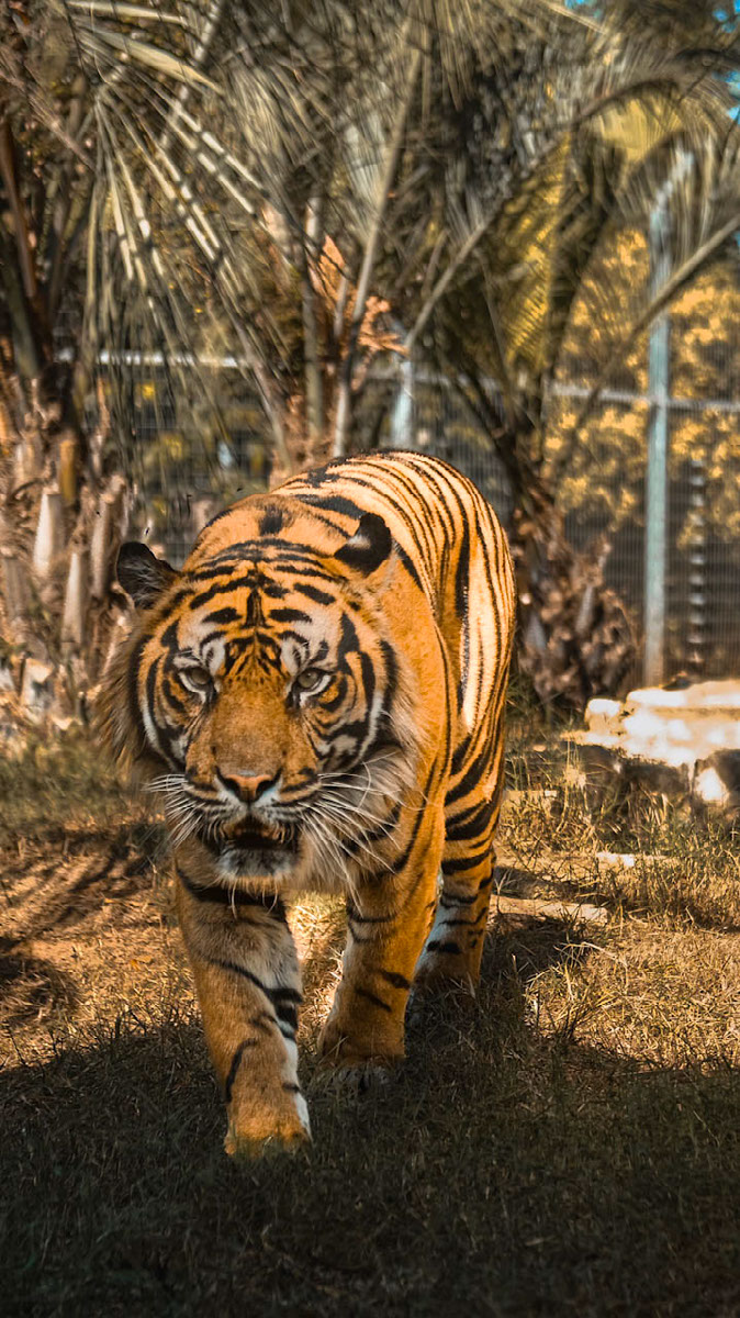 The eyes of the tiger | Edit | Photoshop Lightroom