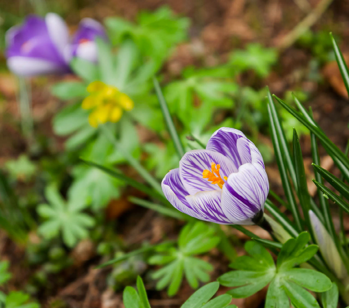 Spring Flower | Edit | Photoshop Lightroom
