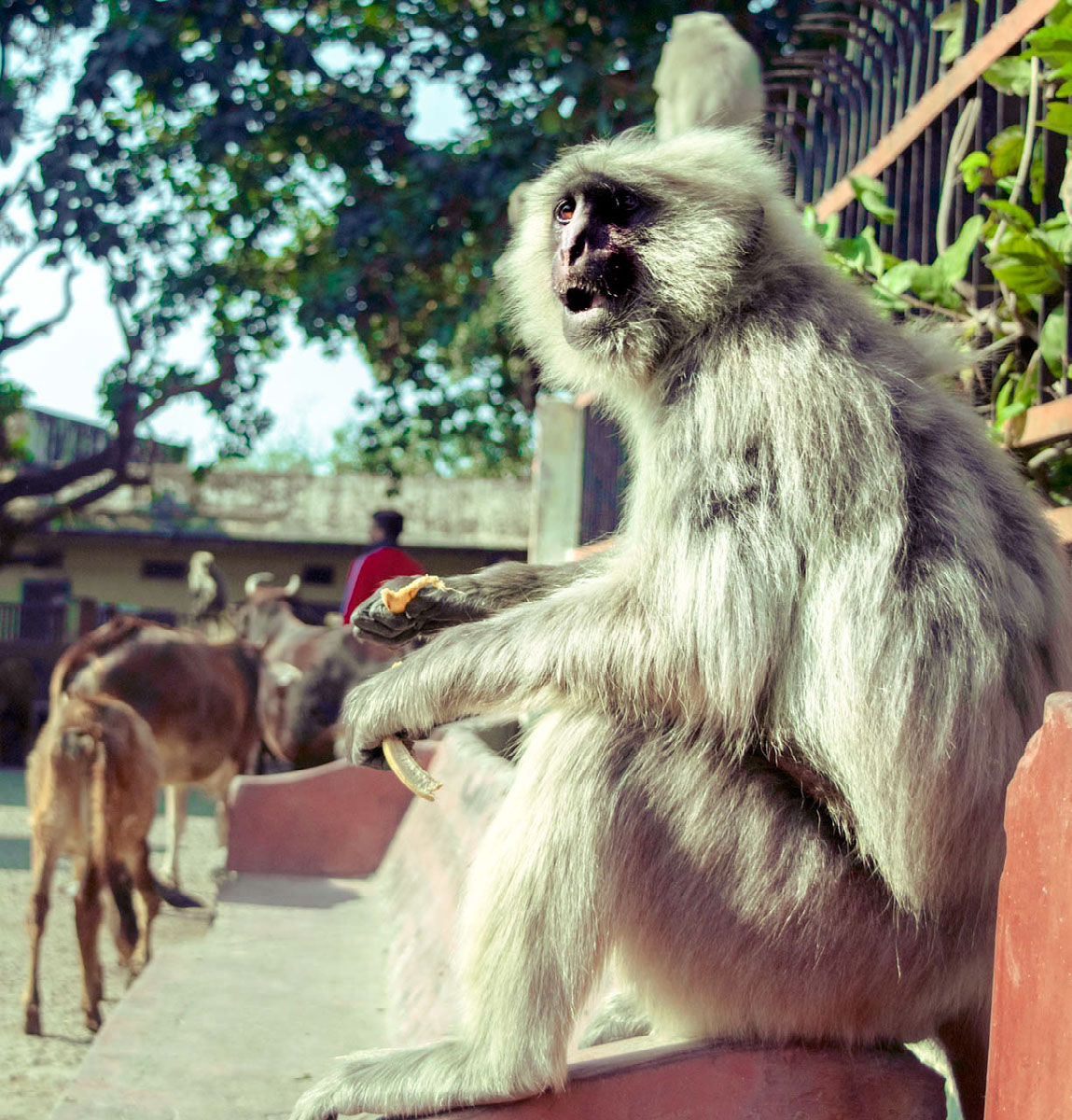 monkey man | Edit | Photoshop Lightroom