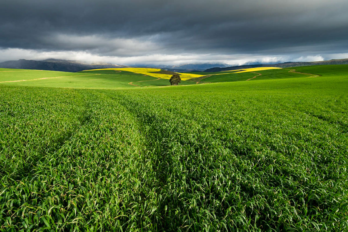 Fields of green | Edit | Photoshop Lightroom
