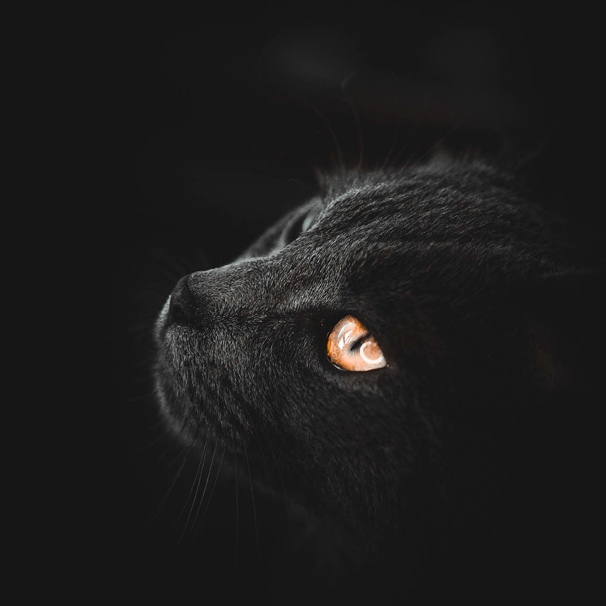 Cat | Edit | Photoshop Lightroom