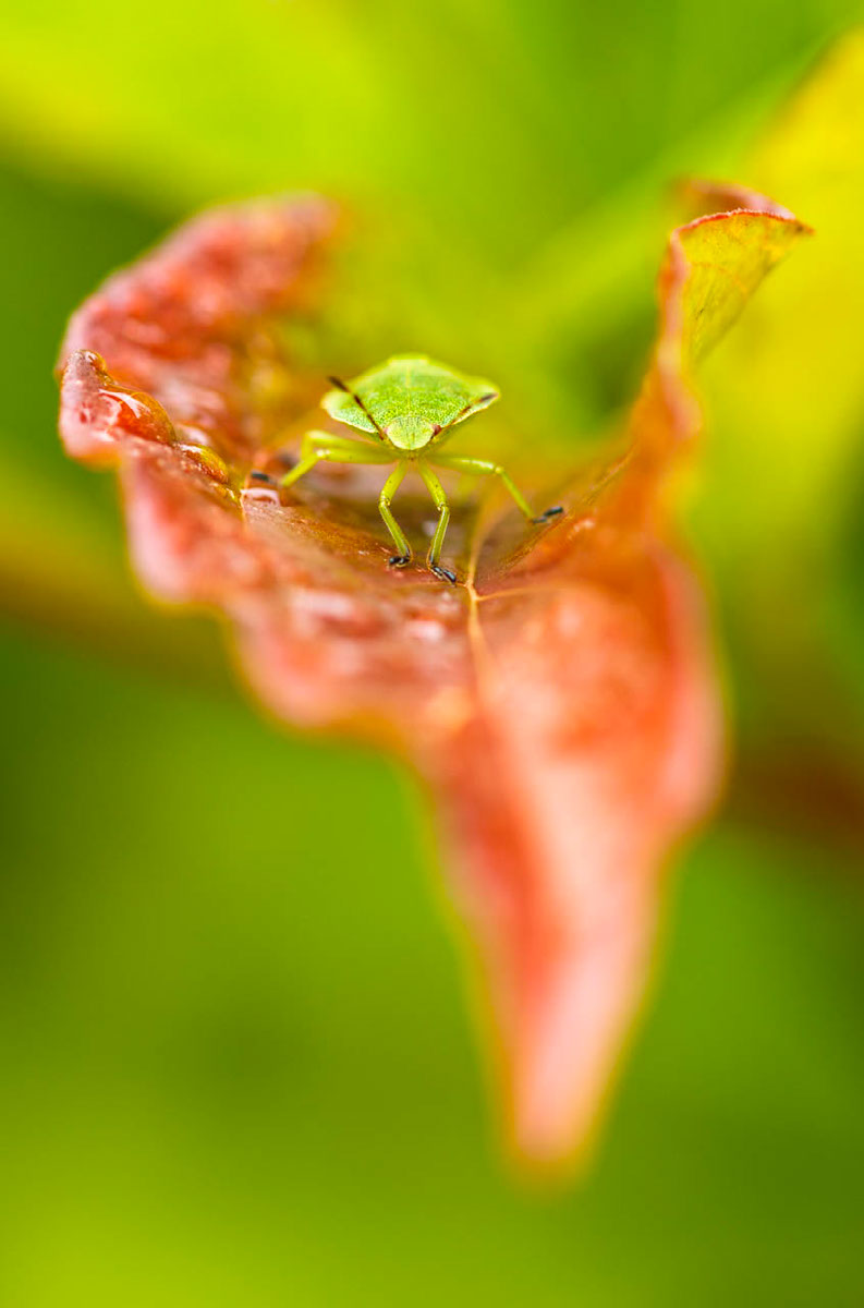 Bug | Edit | Photoshop Lightroom