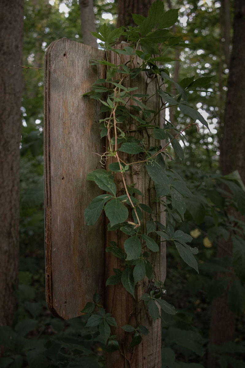 Vine on a Sign | Edit | Photoshop Lightroom
