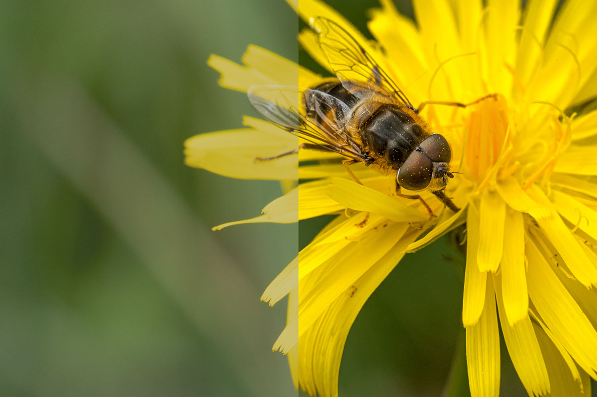 Details are King in Macro Photography | Tutorial | Photoshop Lightroom