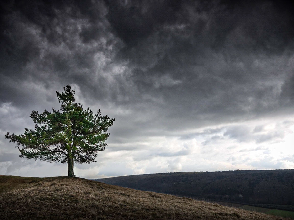 Allen tree | Edit | Photoshop Lightroom