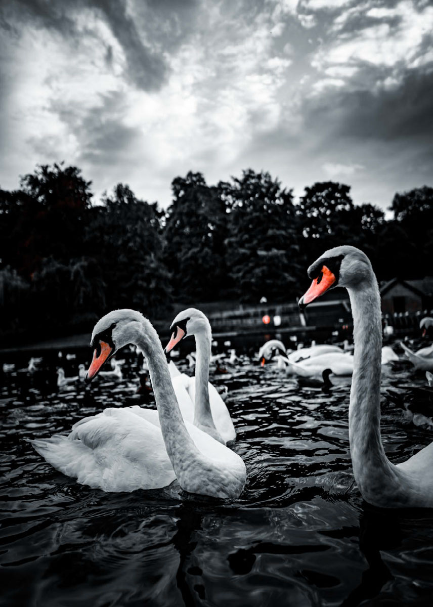 Swan | Edit | Photoshop Lightroom