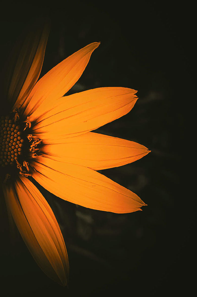Flower | Edit | Photoshop Lightroom